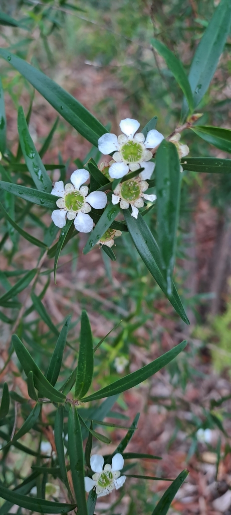 Lemon Scented Tea Tree from Shailer Park QLD 4128, Australia on January ...