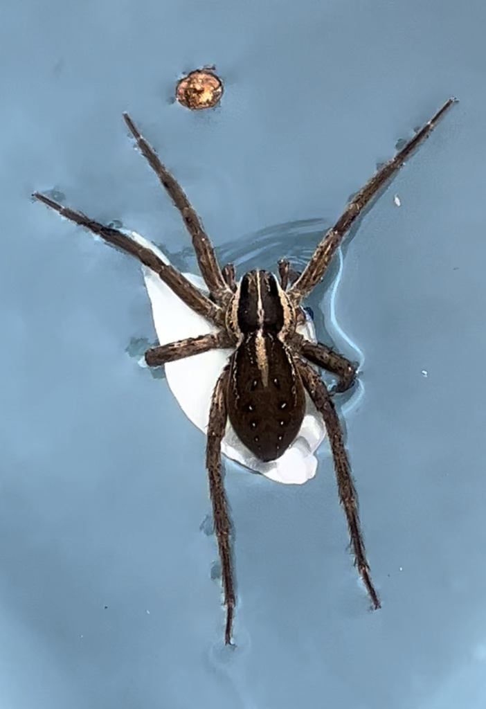 Fishing Spiders from Lake Rotoroa/Hamilton Lake, Hamilton, Waikato, NZ ...