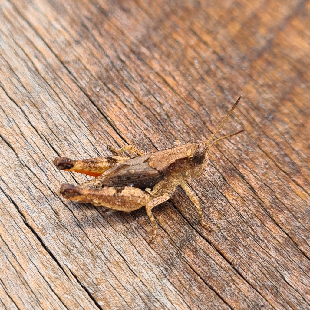 Wingless Grasshopper from Adelaide Botanic Garden on January 15, 2023 ...