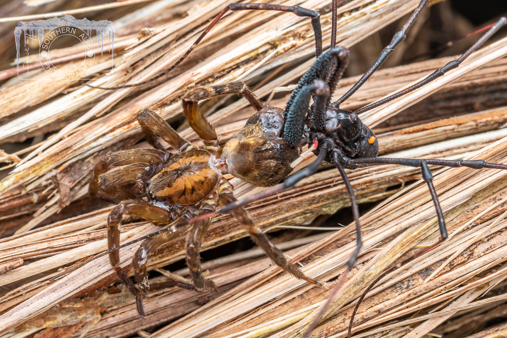 Forsteropsalis inconstans from Top Toaroha Hut, Toaroha River, New ...