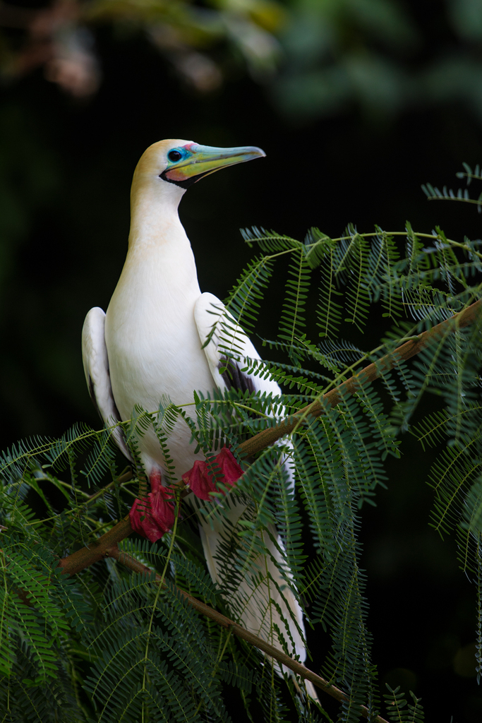 Boobies and Gannets (Sulidae) - Avian Discovery