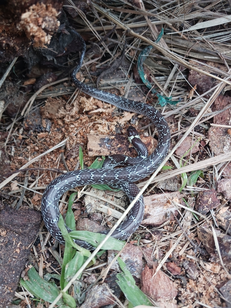 Common Wolf Snake from Farm Eco Island, Hong Kong on January 16, 2023 ...