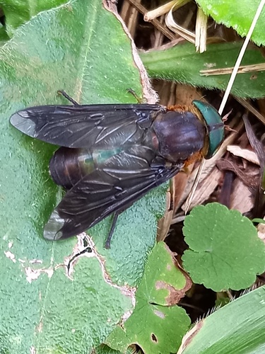 Phaeotabanus limpidapex · iNaturalist