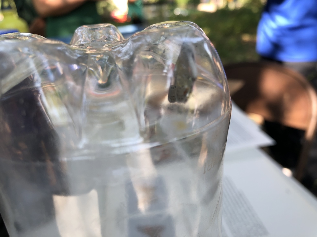 Insects from Forest Park, St. Louis, MO, US on September 20, 2018 at 10 ...
