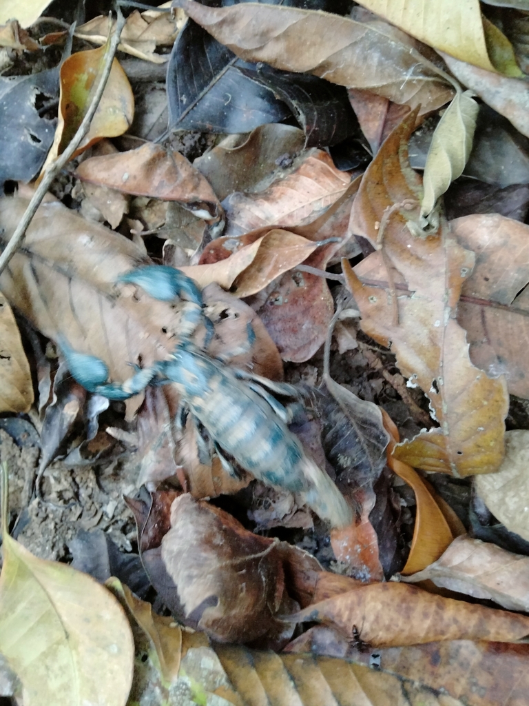 Deccanometrus from Audala, Karnataka 581336, India on January 10, 2023 ...