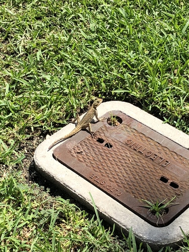 Observations by anna_barnard · iNaturalist