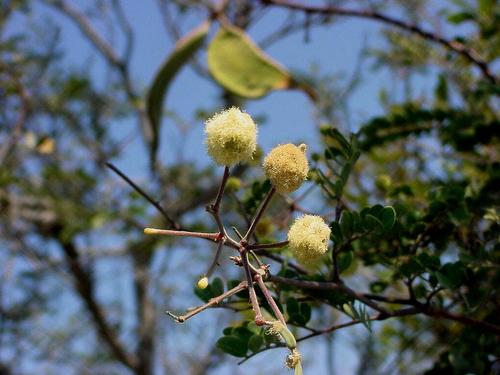 Uña de gato (Acacia wrightii) · iNaturalist Mexico