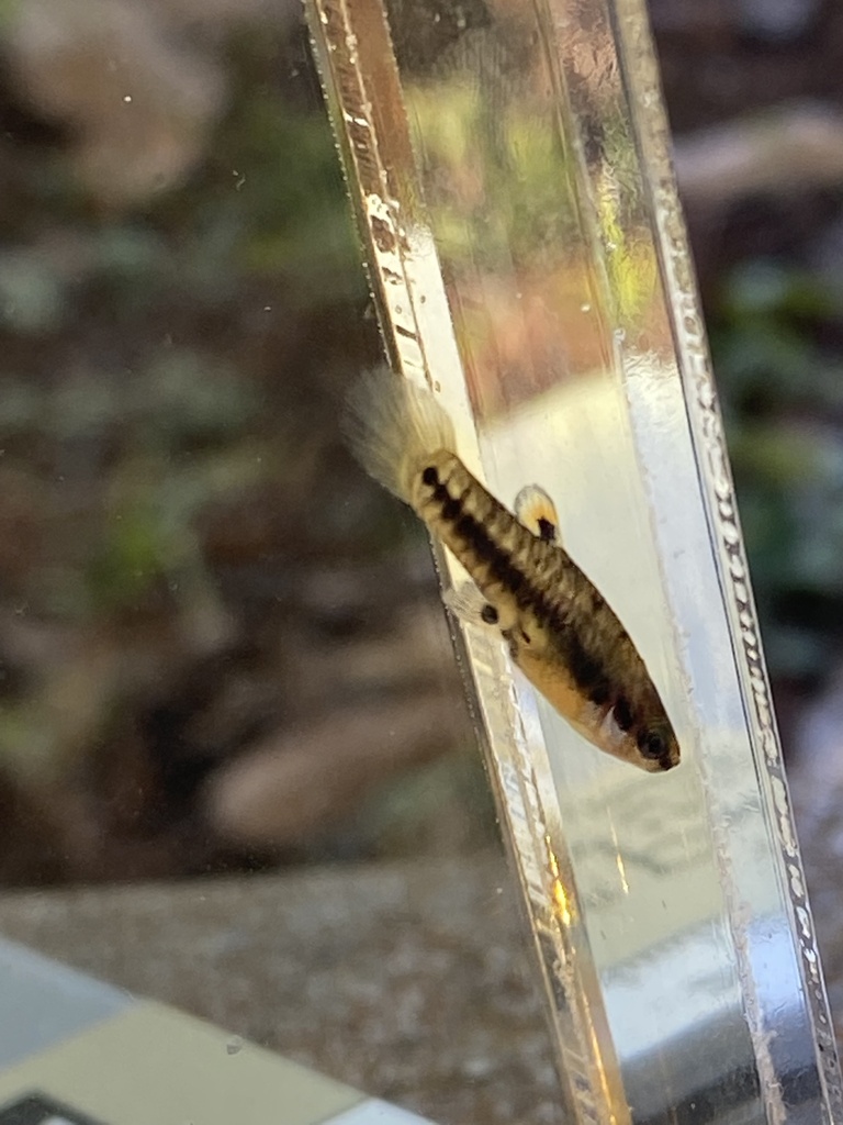 Least Killifish from Moss Park Rd, Orlando, FL, US on January 16, 2023 ...