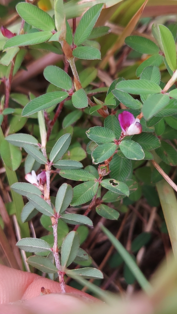 Japanese Clover from C33Q+2M, Marcoola QLD 4564, Australia on January ...