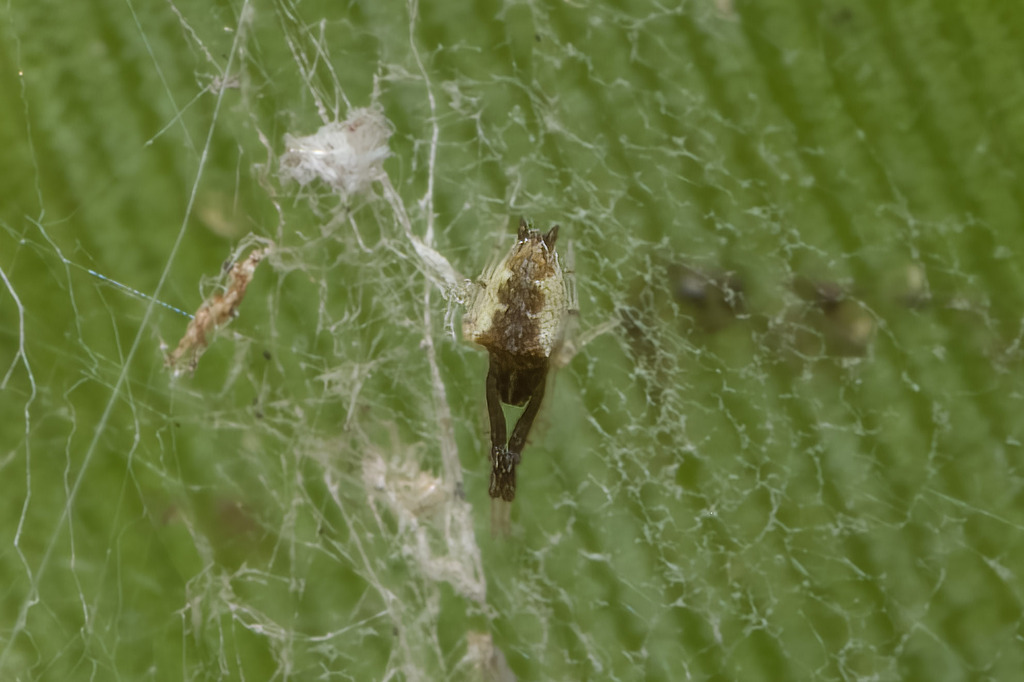 Hackled Orbweavers from Lim Chu Kang, Singapore on January 15, 2023 at ...