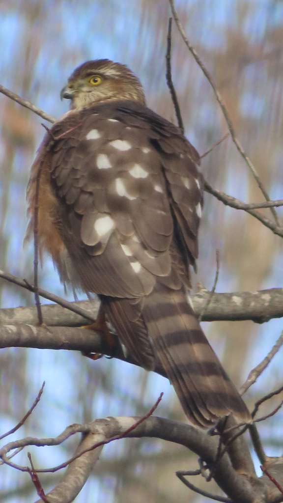 Sharp-shinned Hawk in December 2022 by trinectes · iNaturalist