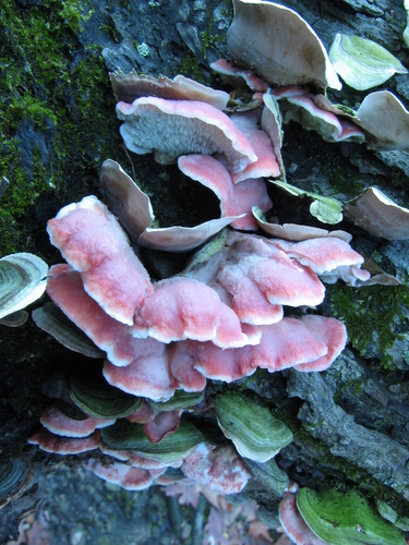 Coral-pink Merulius (Phlebia incarnata) · iNaturalist