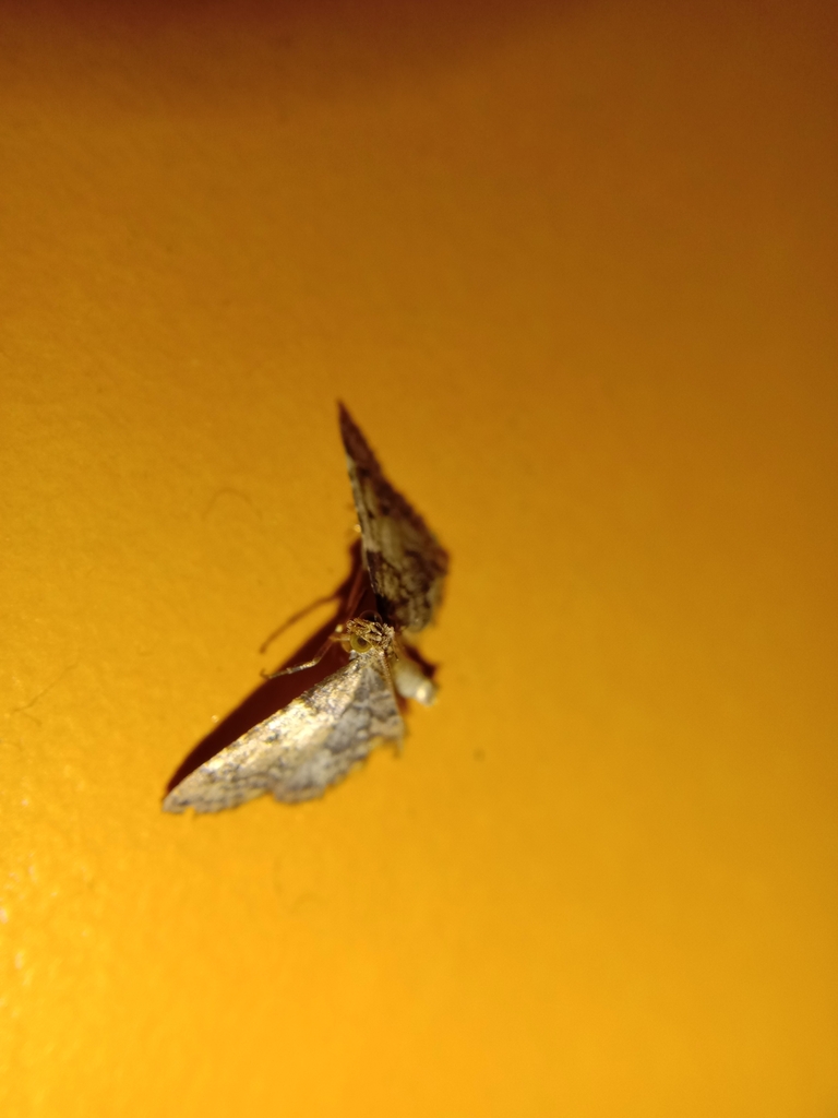 Butterflies and Moths from Moranhat Town on January 17, 2023 at 09:18 ...