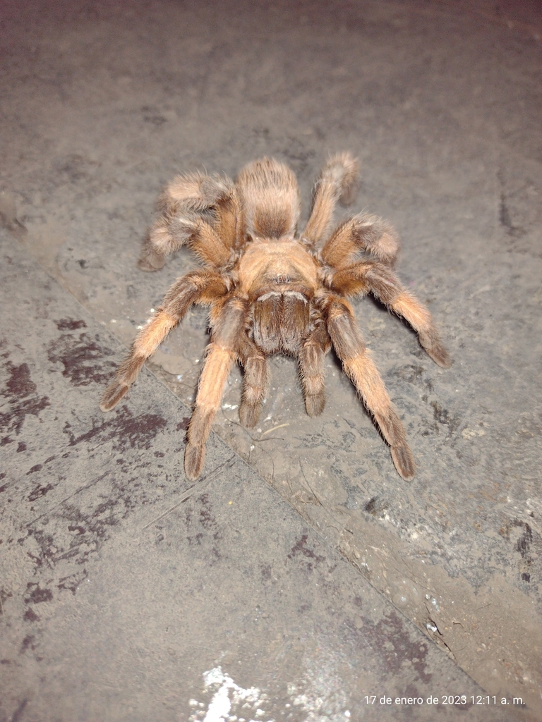 Rio Grande Gold Tarantula from Monclova, Coah., México on January 17 ...