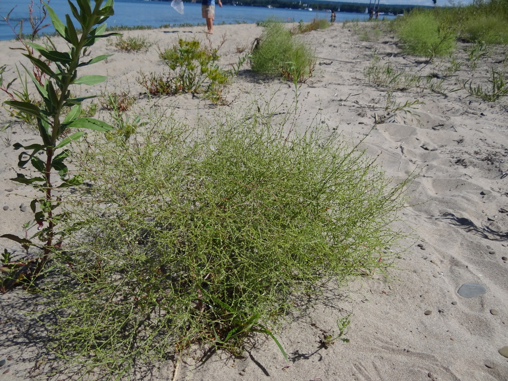 Winged Pigweed from Erie, Pennsylvania, United States on August 18 ...