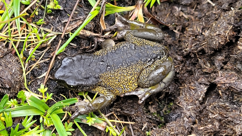 Gualecenita Stubfoot Toad in January 2023 by SANDRA PAREDES · iNaturalist
