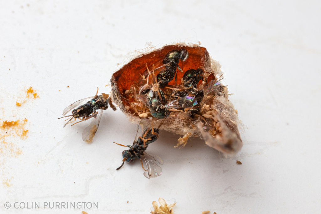 Monodontomerus from Swarthmore, PA 19081, USA on January 16, 2023 at 03 ...