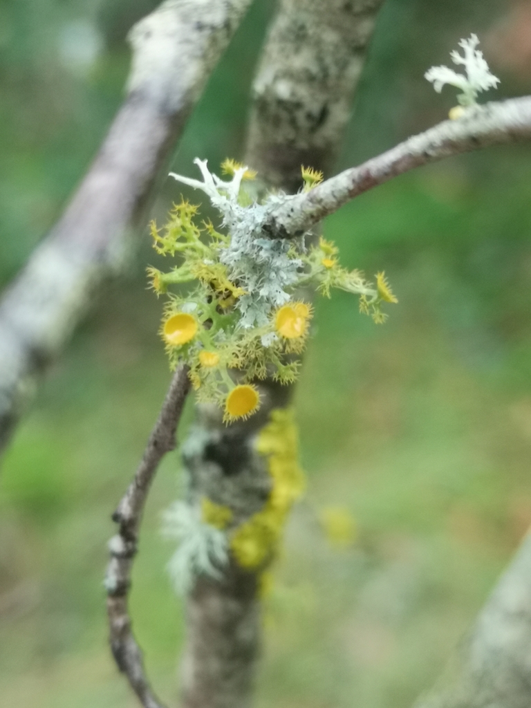 Golden-eye Lichen from Janjina, HR-DN, HR on January 17, 2023 at 01:05 ...