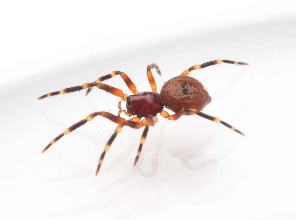 Tiny Shield Spider from Mount Coot-Tha QLD 4066, Australia on January ...