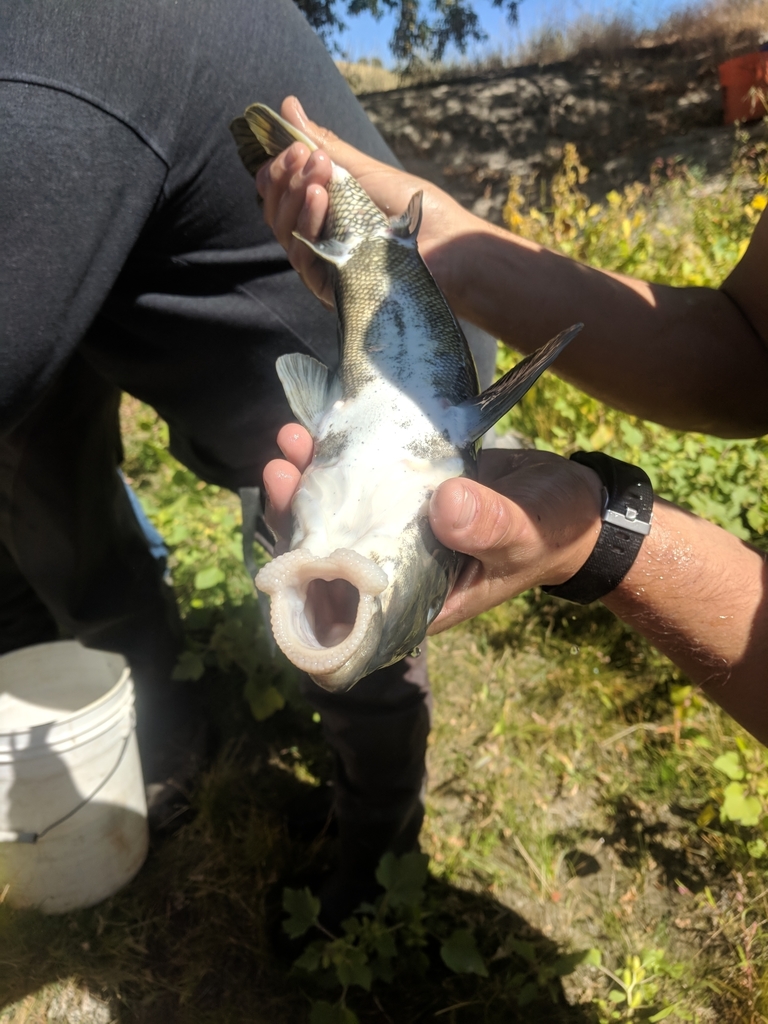 Utah Sucker from 2398 E Price Rd, McCammon, ID 83250, USA on September ...