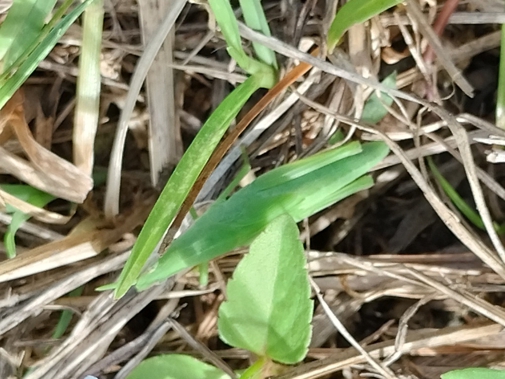 Atractomorpha from 台灣宜蘭縣 on September 02, 2022 at 03:02 PM by 生態棲地 ...