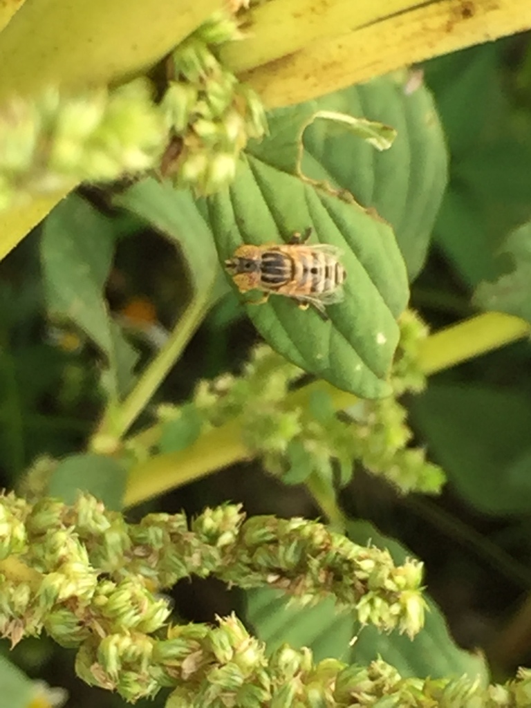 Lagoon Flies from 台灣宜蘭縣 on September 13, 2022 at 04:36 PM by 生態棲地 ...