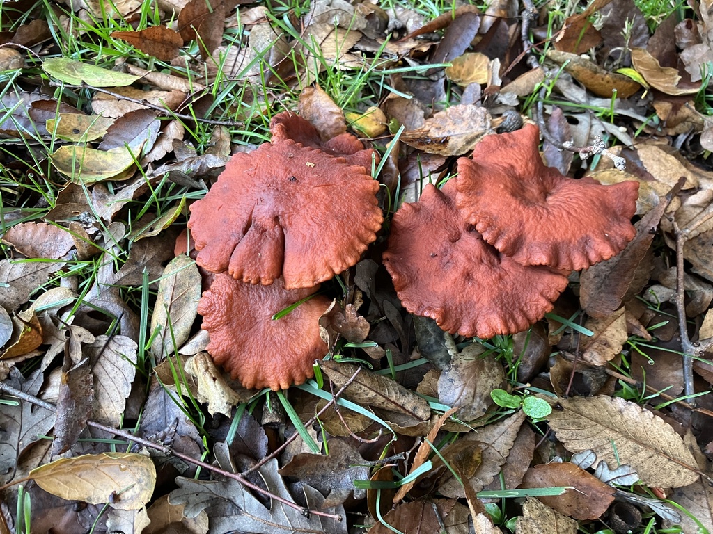 Rufous Candy Cap from Saint John Cir, Concord, CA, US on January 17 ...