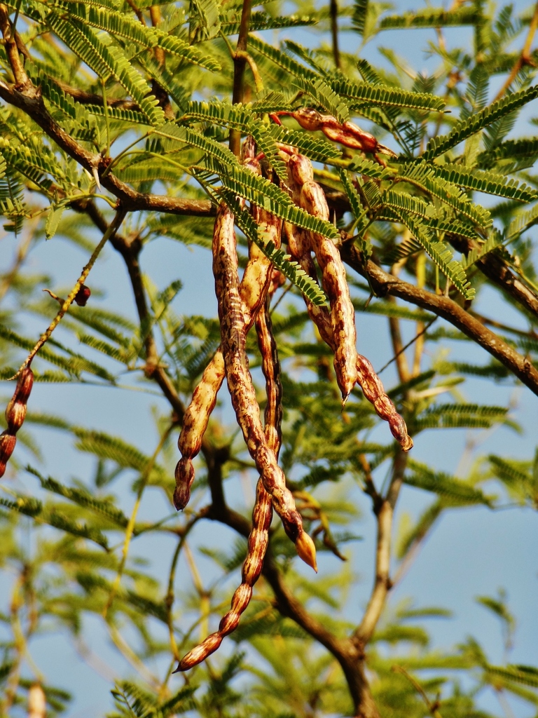 Smooth Mesquite from Victoria, Tamaulipas on June 4, 2012 by Lex García ...