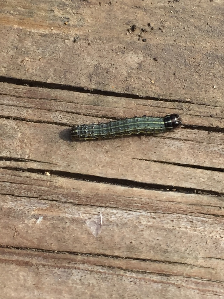 Fall Armyworm Moth from 76137, Fort Worth, TX, US on September 20, 2018 ...