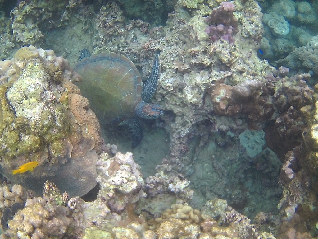 Green Sea Turtle in January 2022 by Giulia Cappelletti · iNaturalist