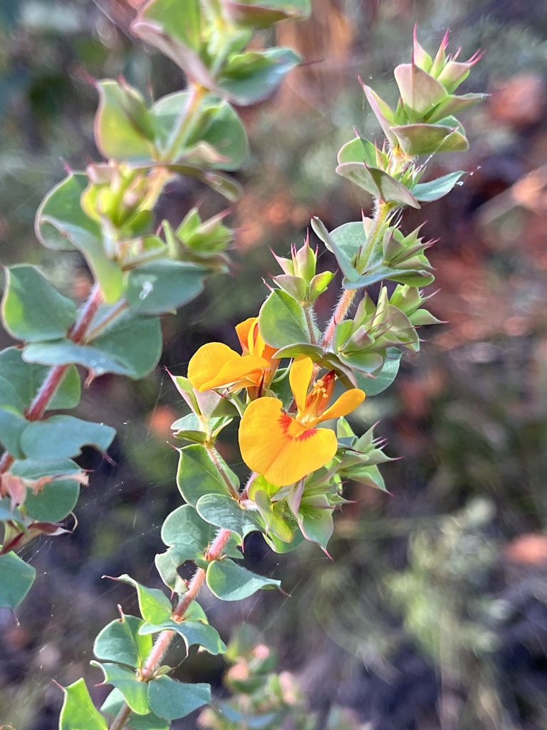spiny bush-pea from Blackdown Tableland National Park, Blackdown, QLD ...