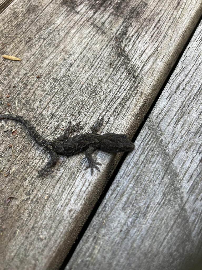New Zealand Brown Geckos in January 2023 by Jett Williams. Neonate ...