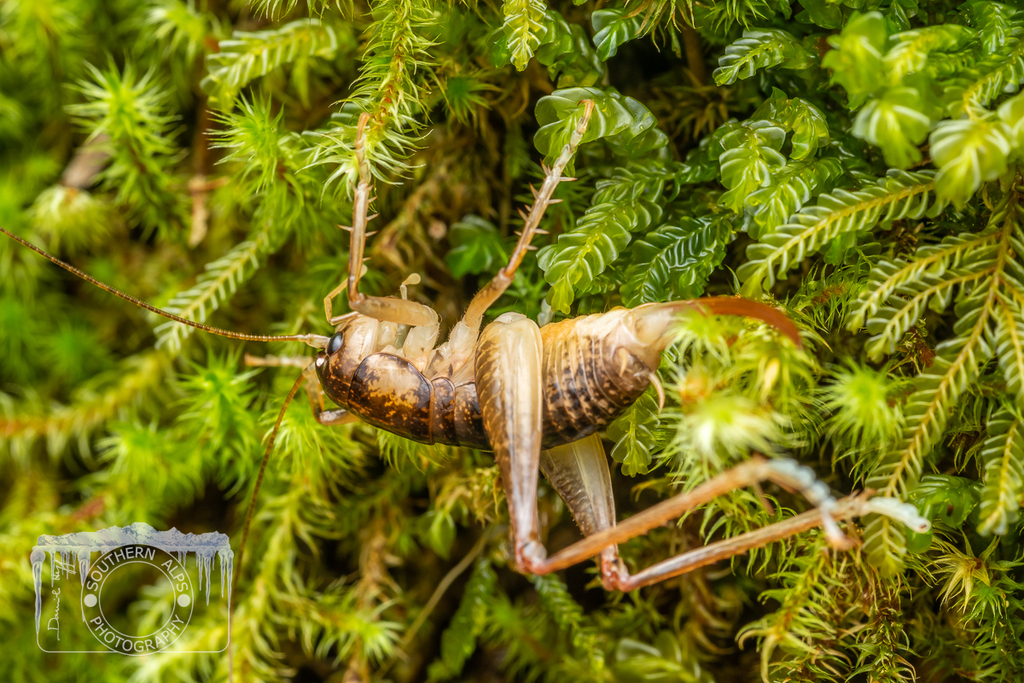Hemiandrus maculifrons from Top Toaroha Hut, Toaroha River, New Zealand ...
