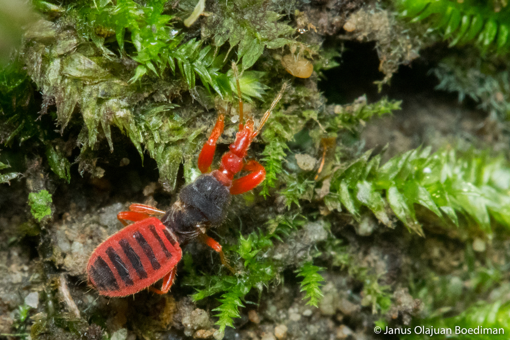 Gnat Bugs in September 2021 by Janus Olajuan Boediman · iNaturalist