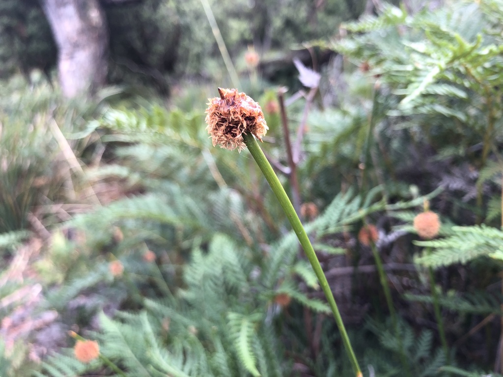 Knobby Clubrush in January 2023 by Ian Jenkinson · iNaturalist