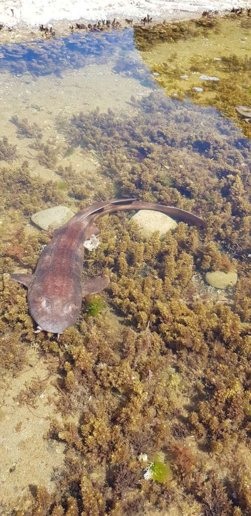 Blind Shark from Terrigal NSW 2260, Australia on January 18, 2023 at 02 ...