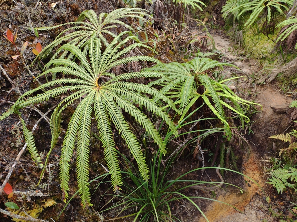 Matonia pectinata from Cameron Highlands, MY-PH, MY on January 18, 2023 ...