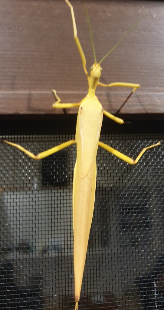 Red-winged Stick Insect in January 2023 by Stephen Rowntree. Arrived on ...