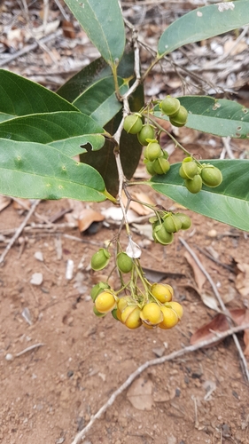 Davilla latifolia · iNaturalist