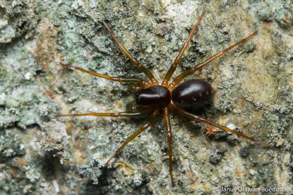 Ant-eating spiders in September 2021 by Janus Olajuan Boediman ...
