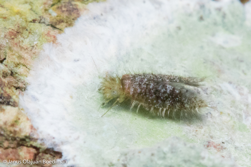 Scaly-winged Barklice in September 2021 by Janus Olajuan Boediman ...