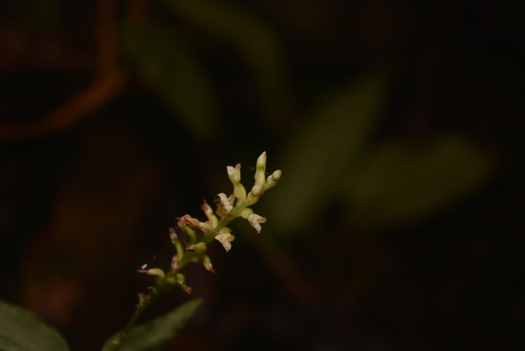 Microchilus stictophyllus from Uxpanapa, Ver., México on December 7 ...