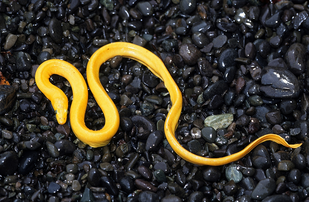 Yellow Sea Snake from Provinz Puntarenas, Costa Rica on February 15 ...