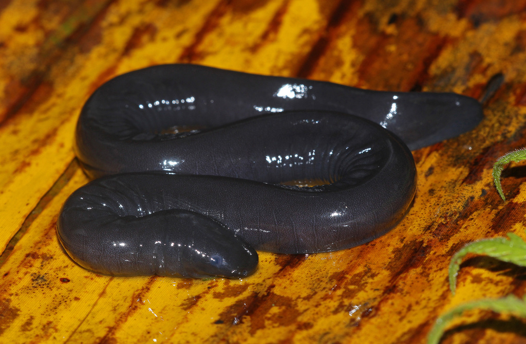 Cayenne caecilian in January 2013 by Jake Scott · iNaturalist