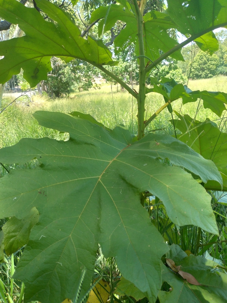 giant devil's-fig from Wacol QLD 4076, Australia on January 19, 2023 at ...