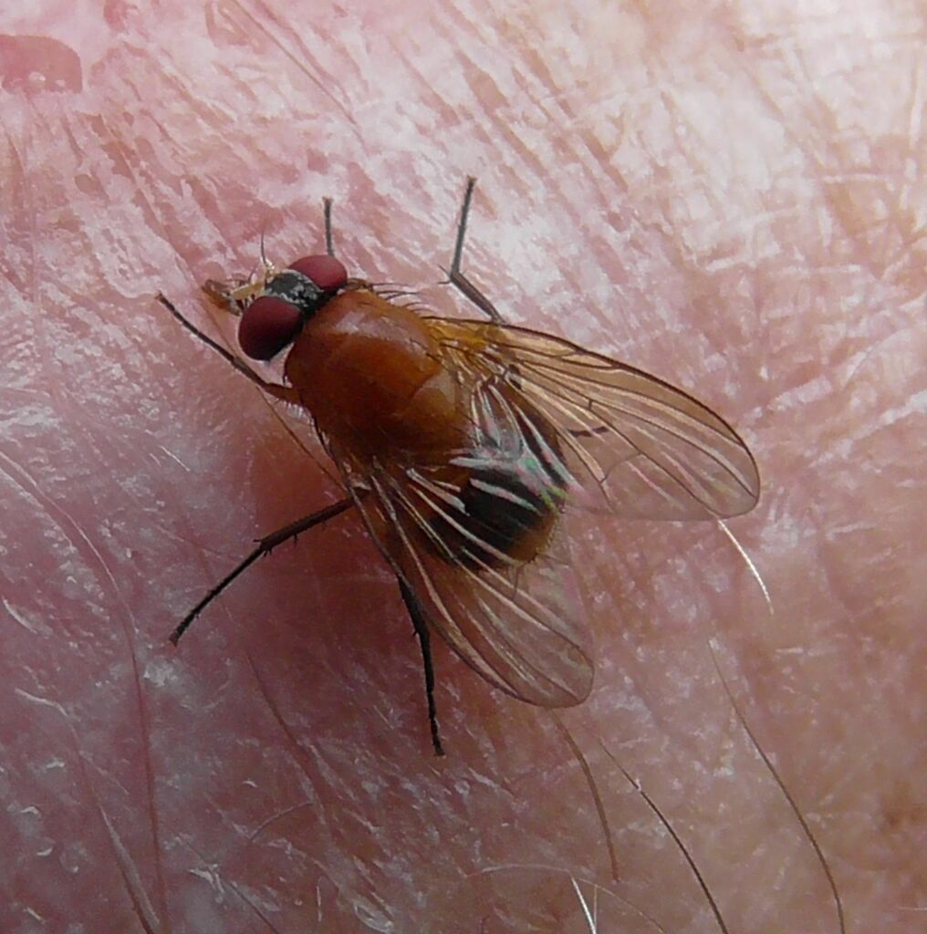 Phaoniinae from Watsonville QLD 4887, Australia on January 18, 2023 at ...