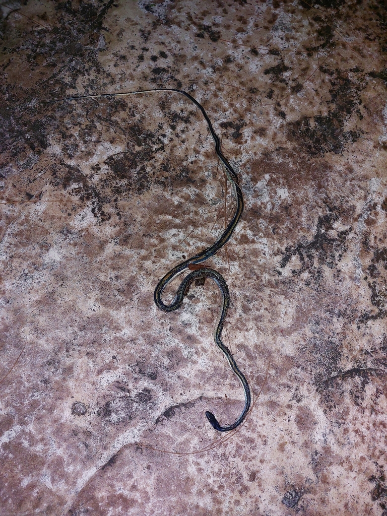 Mexican Parrot Snake from 77503 Cancún, Q.R., México on January 13 ...