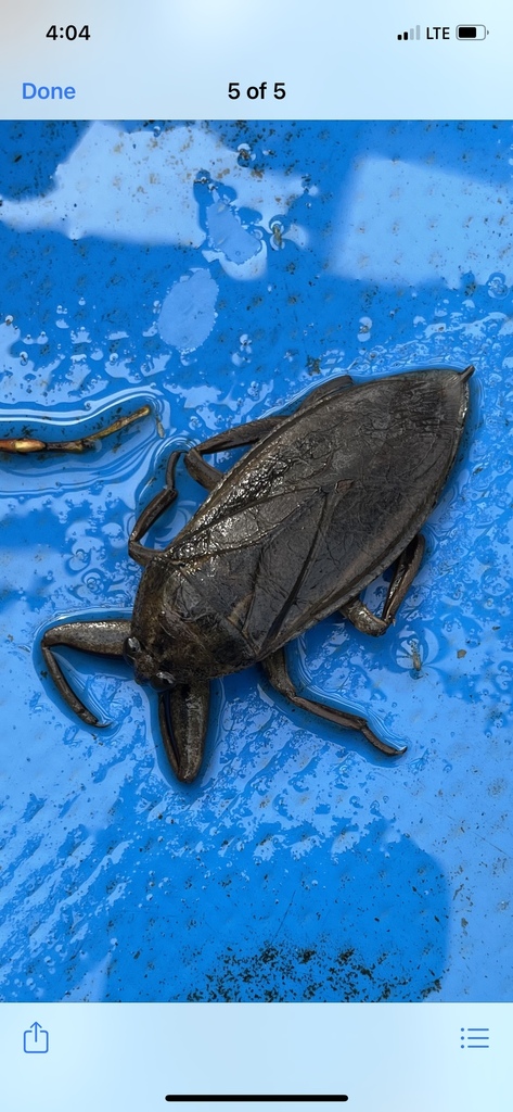 American Giant Water Bug in September 2022 by brittanyclaeys · iNaturalist
