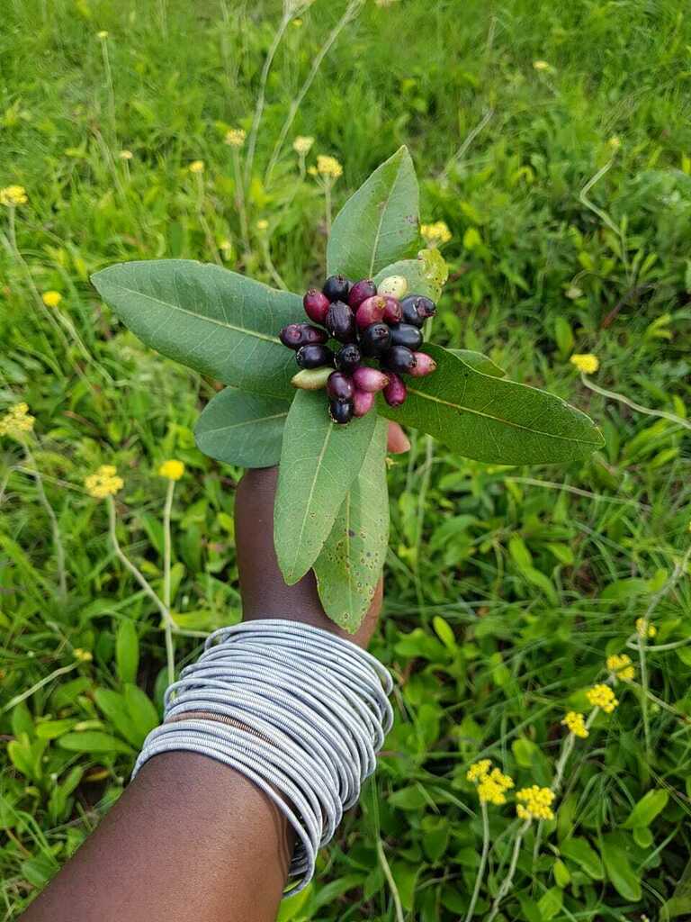 Water Berry from Thathe Vondo, Thohoyandou, South Africa on January 6 ...