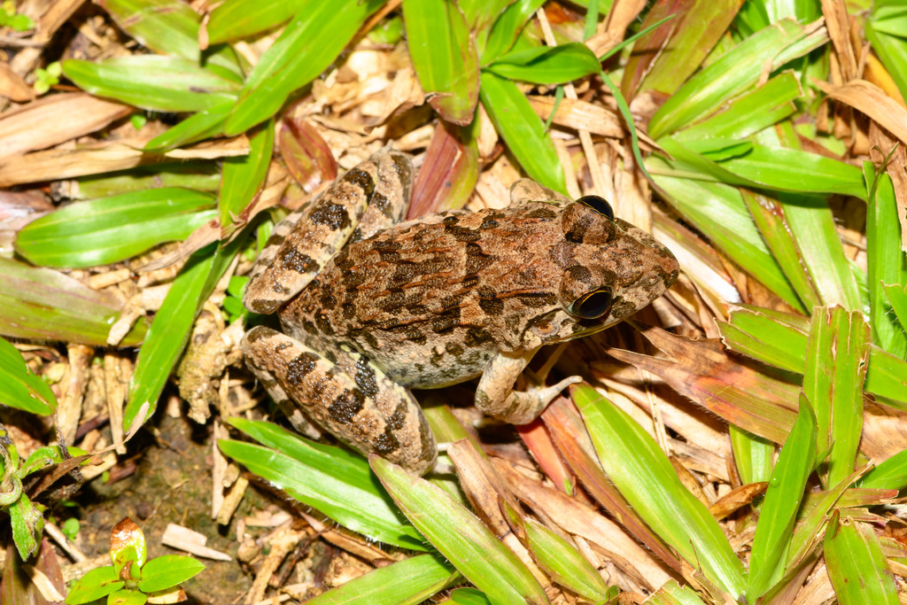 Paddy Field Frog from Marine Parade, Singapore on January 16, 2023 at ...